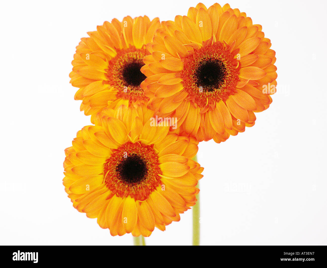 Gerbias hi-res stock photography and images - Alamy