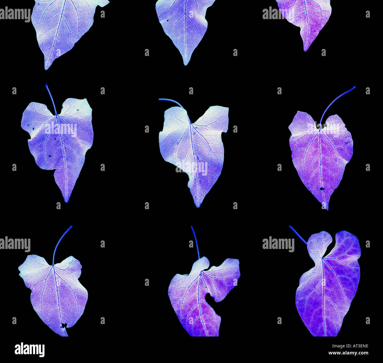 Inverted leaves hi-res stock photography and images - Alamy