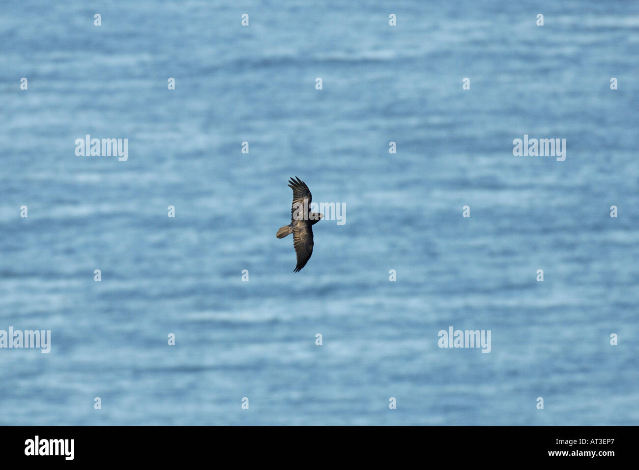 Raven Corvus corax South Stack RSPB Reserve Anglesey Wales UK Stock ...