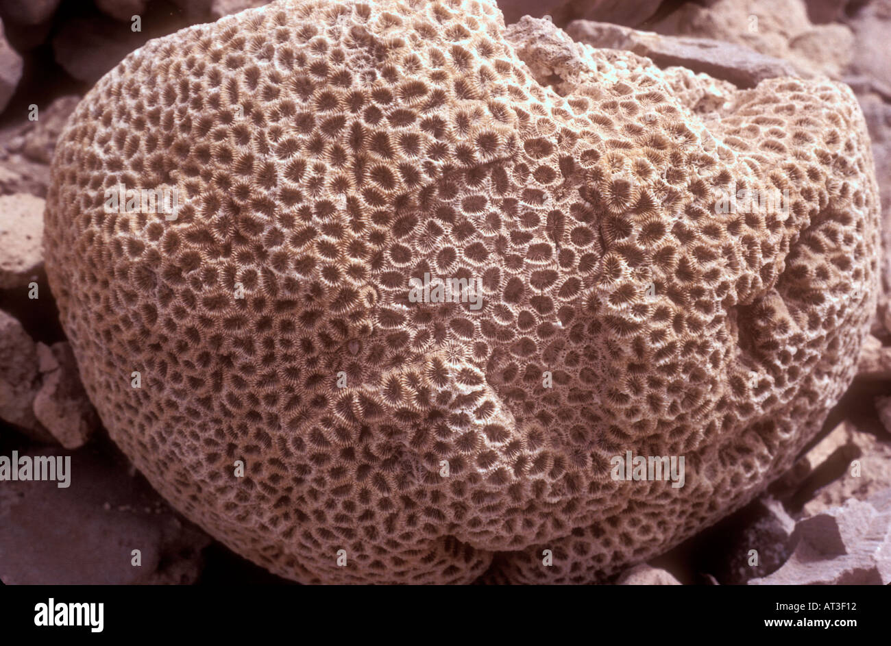 Coral used as building block lying amongst the rubble and ruins of the ...