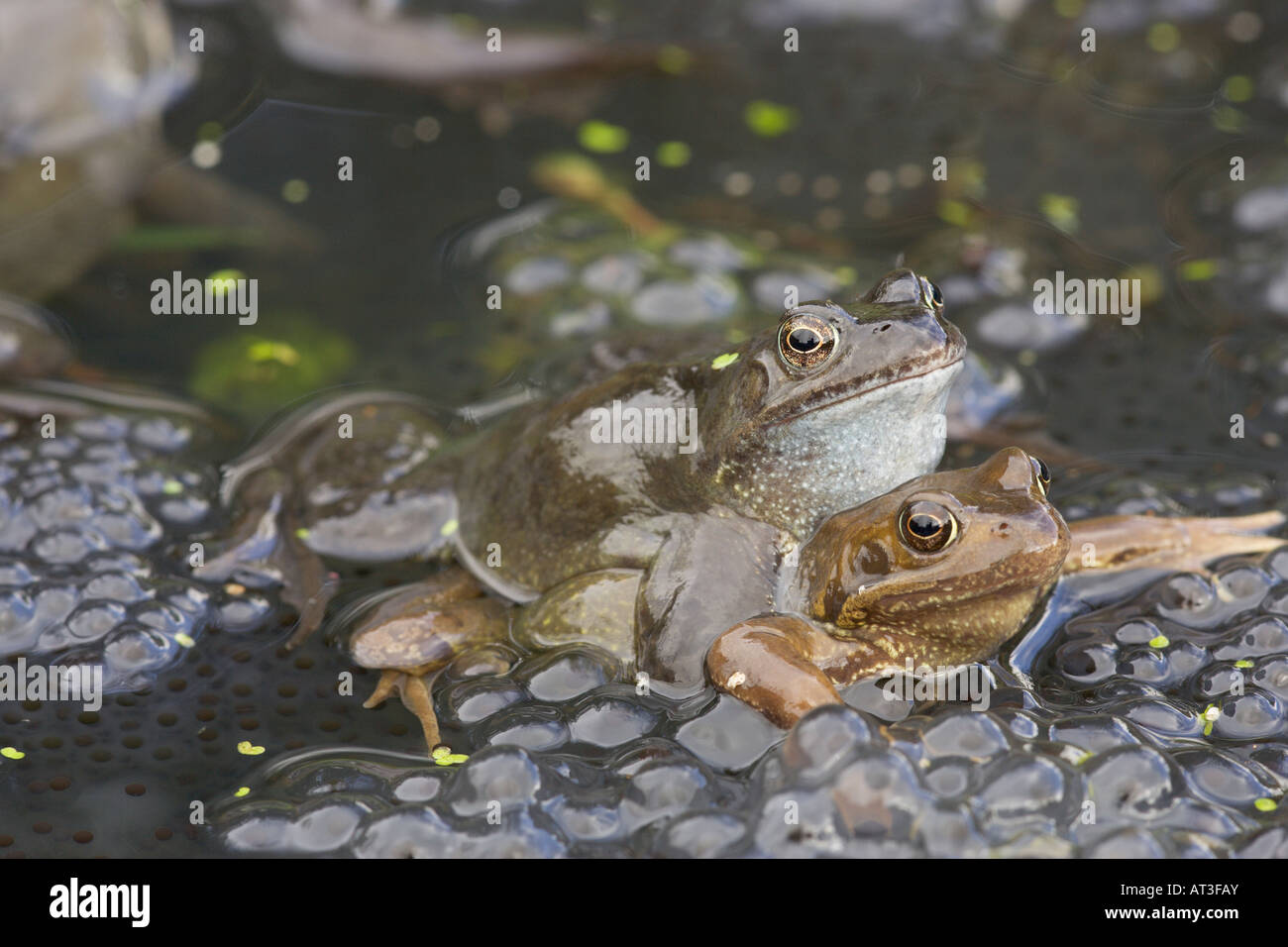 Common frogs Rana temporaria male and female mating surrounded by frog spawn Stock Photo - Alamy