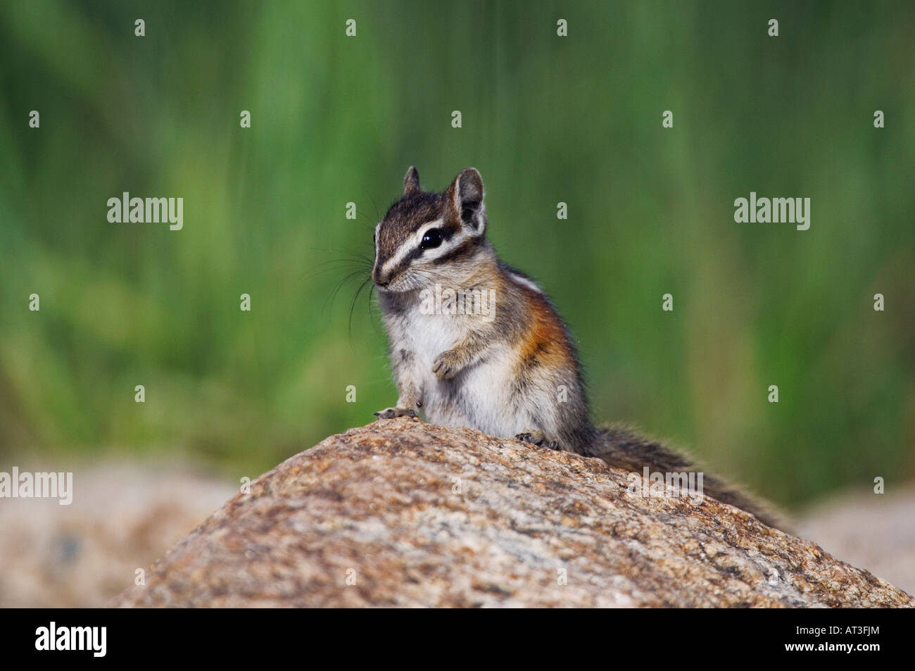 Side profile of chipmunk hi-res stock photography and images - Alamy