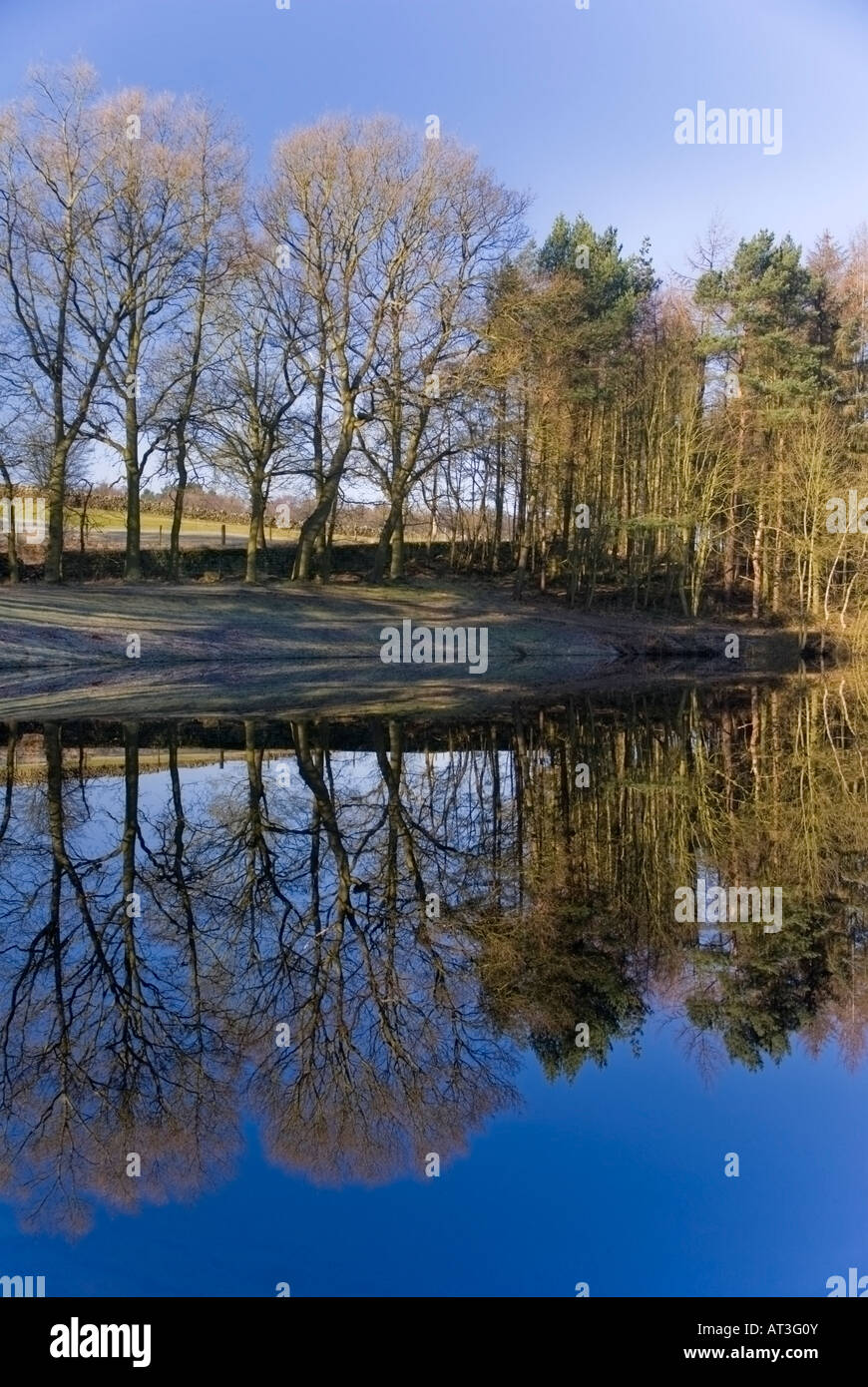 Winter Trees Reflected in still water Stock Photo - Alamy