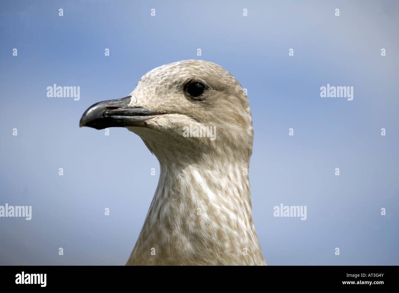 Head of juvenile Herring Gull (Larus argentatus) August Stock Photo - Alamy