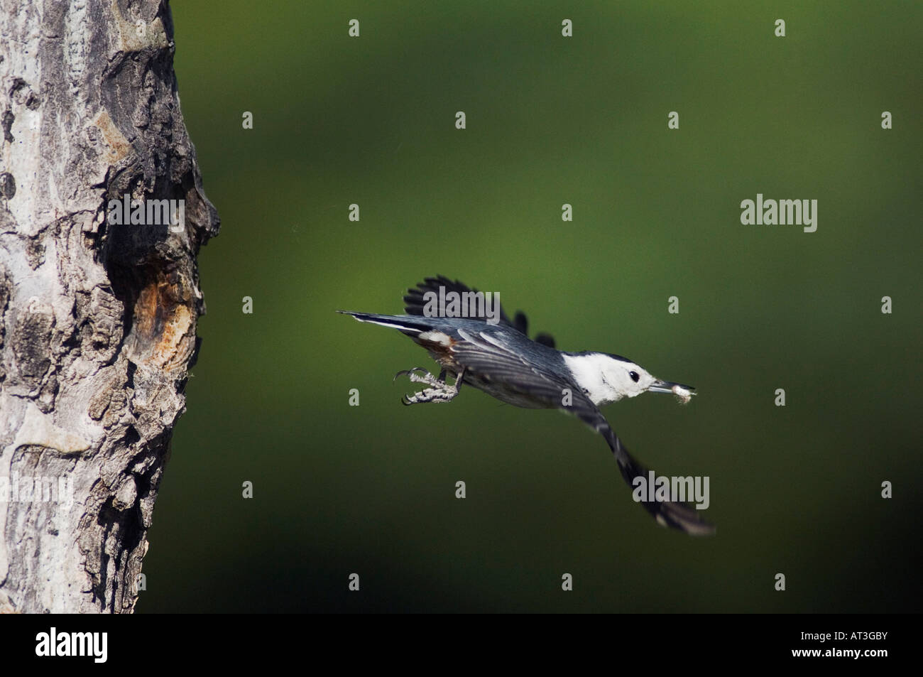 White-breasted Nuthatch Sitta carolinensis adult leaving nesting cavity ...