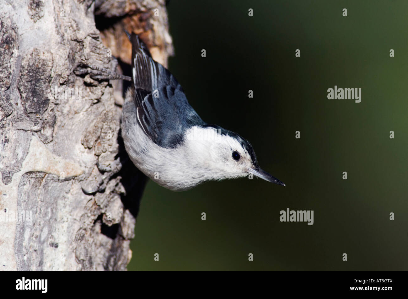 White breasted nuthatches hi-res stock photography and images - Alamy
