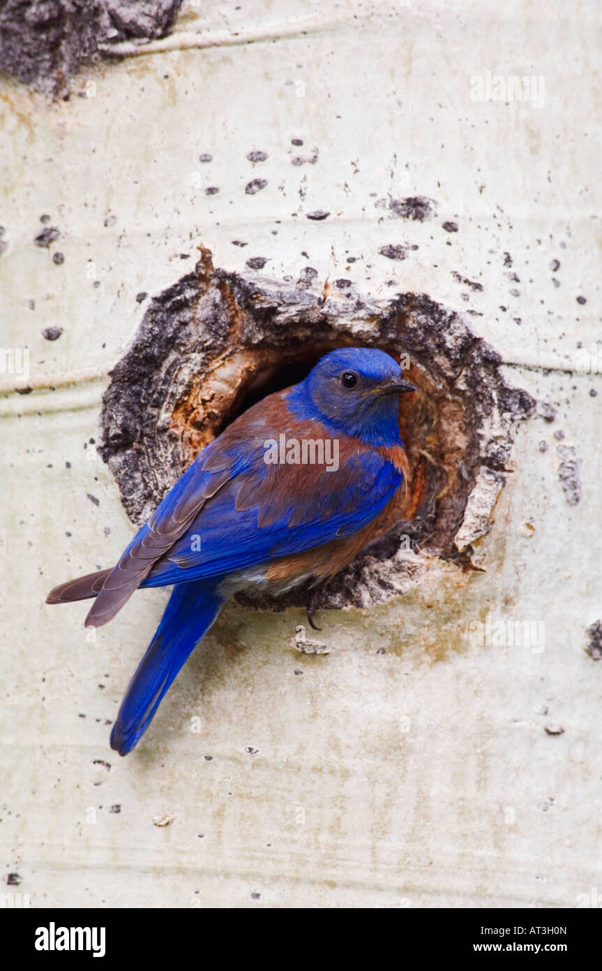Western Bluebird Sialia mexicana adult male at nesting cavity in aspen ...