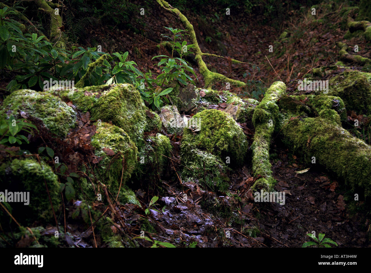 Fallen tree debris colonised by algae and moss on woodland floor ...