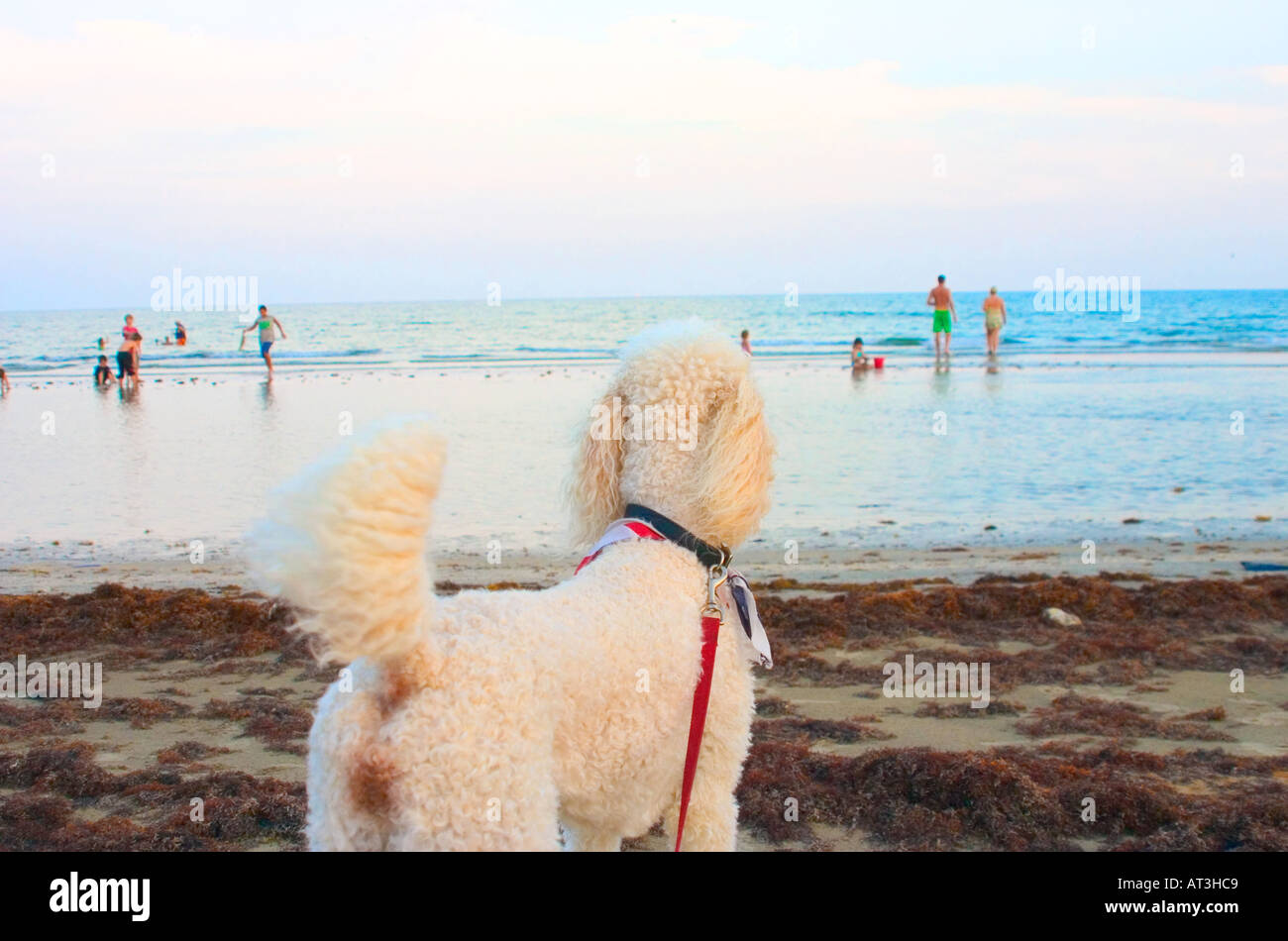 Dog Left Behind Stock Photo - Alamy
