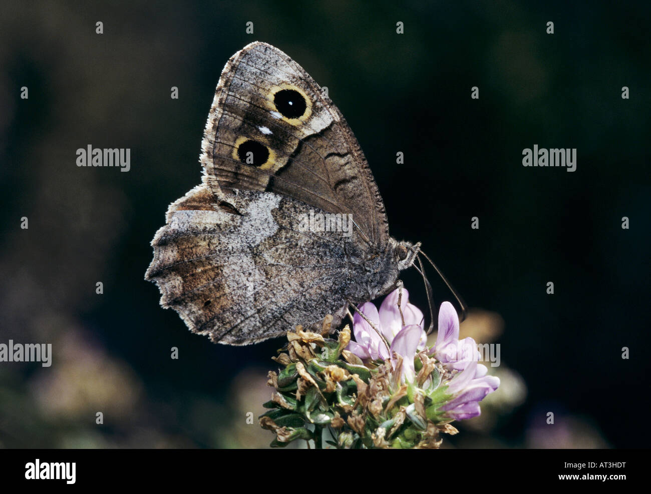 Hipparchia statilinus hi-res stock photography and images - Alamy