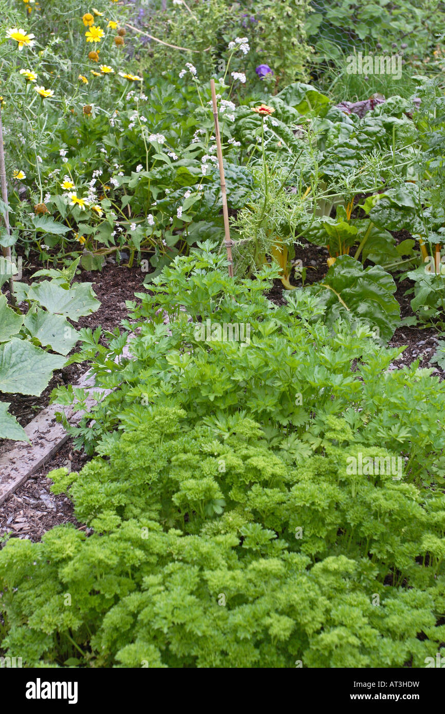 Herbs in garden hi-res stock photography and images - Alamy