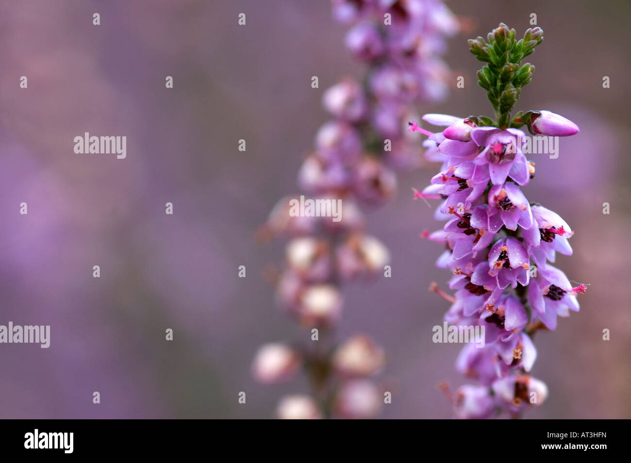 Macro picture of a part of heather Stock Photo - Alamy