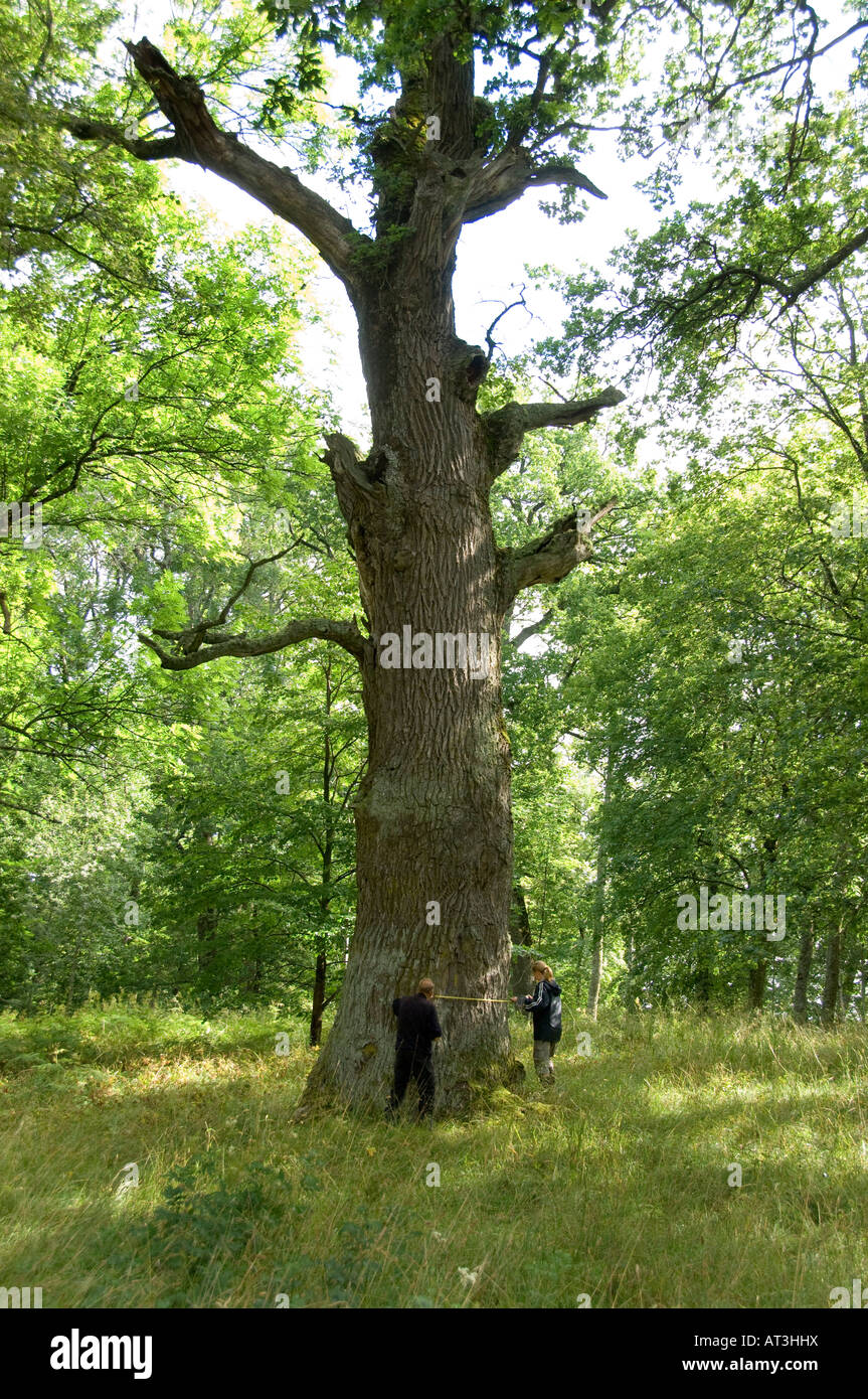 Circumference of tree hi-res stock photography and images - Alamy