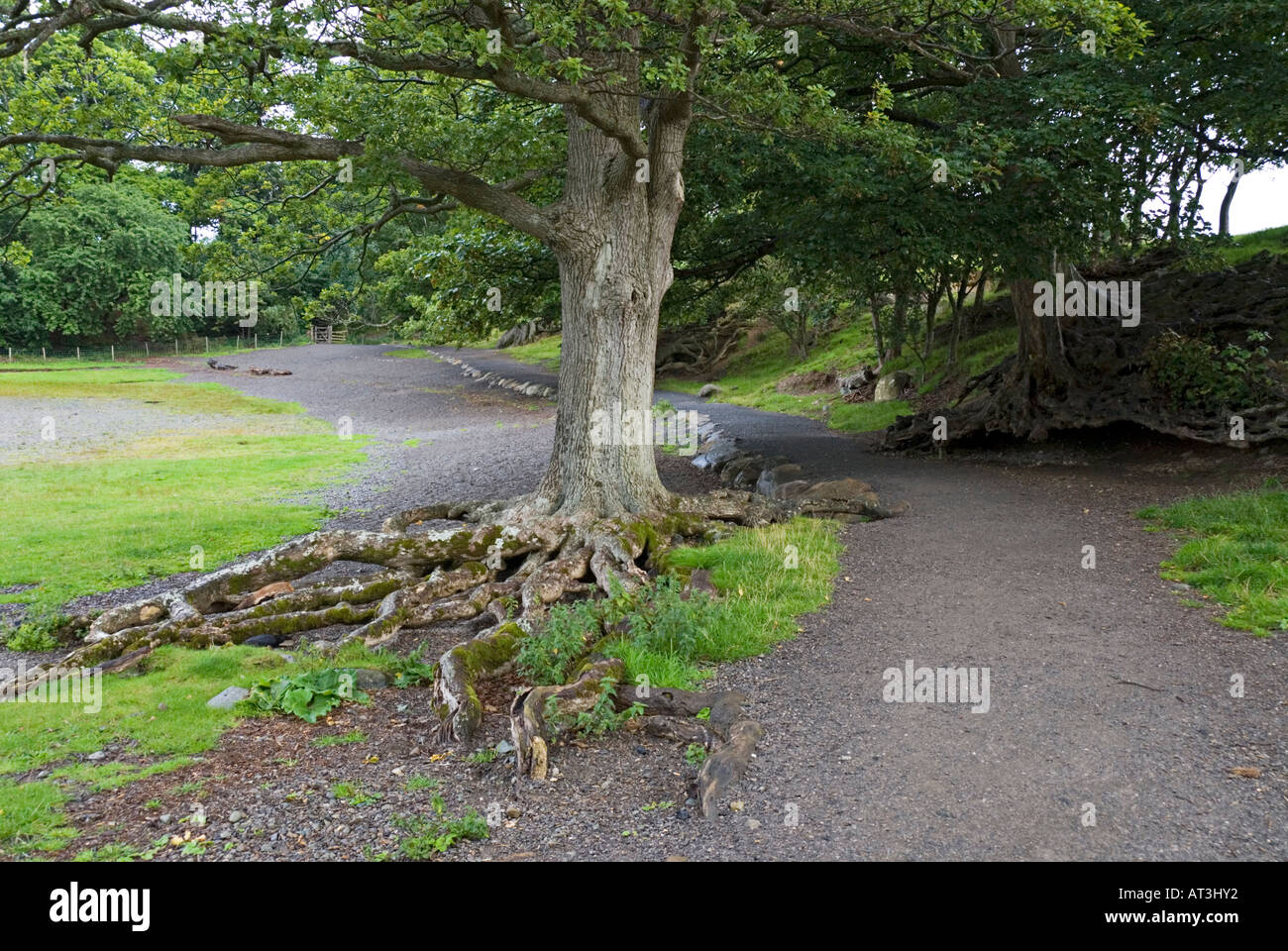 Trees with their roots showing on the surface Stock Photo - Alamy