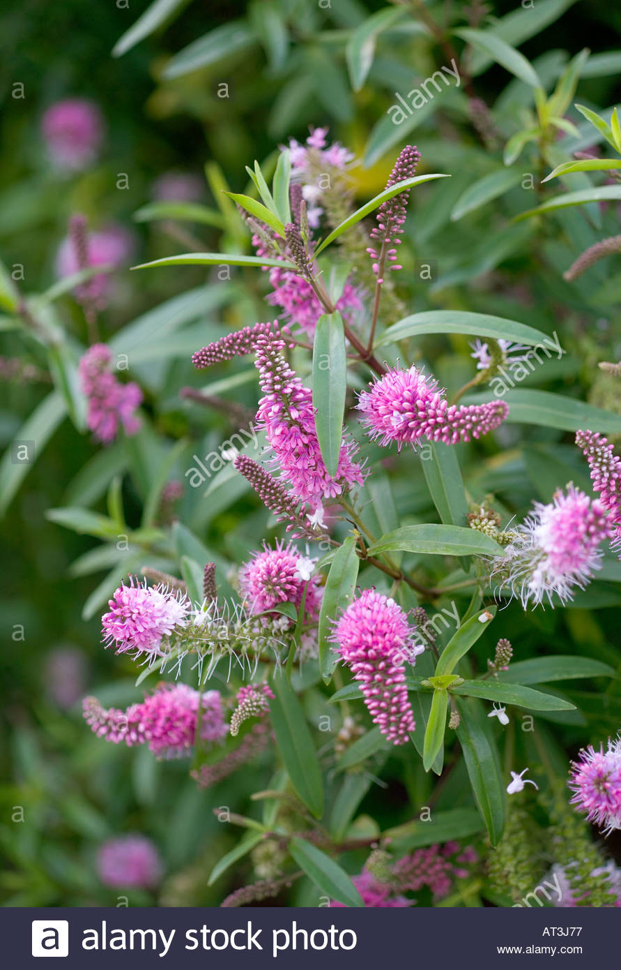 Hebe Border Stock Photos & Hebe Border Stock Images - Alamy