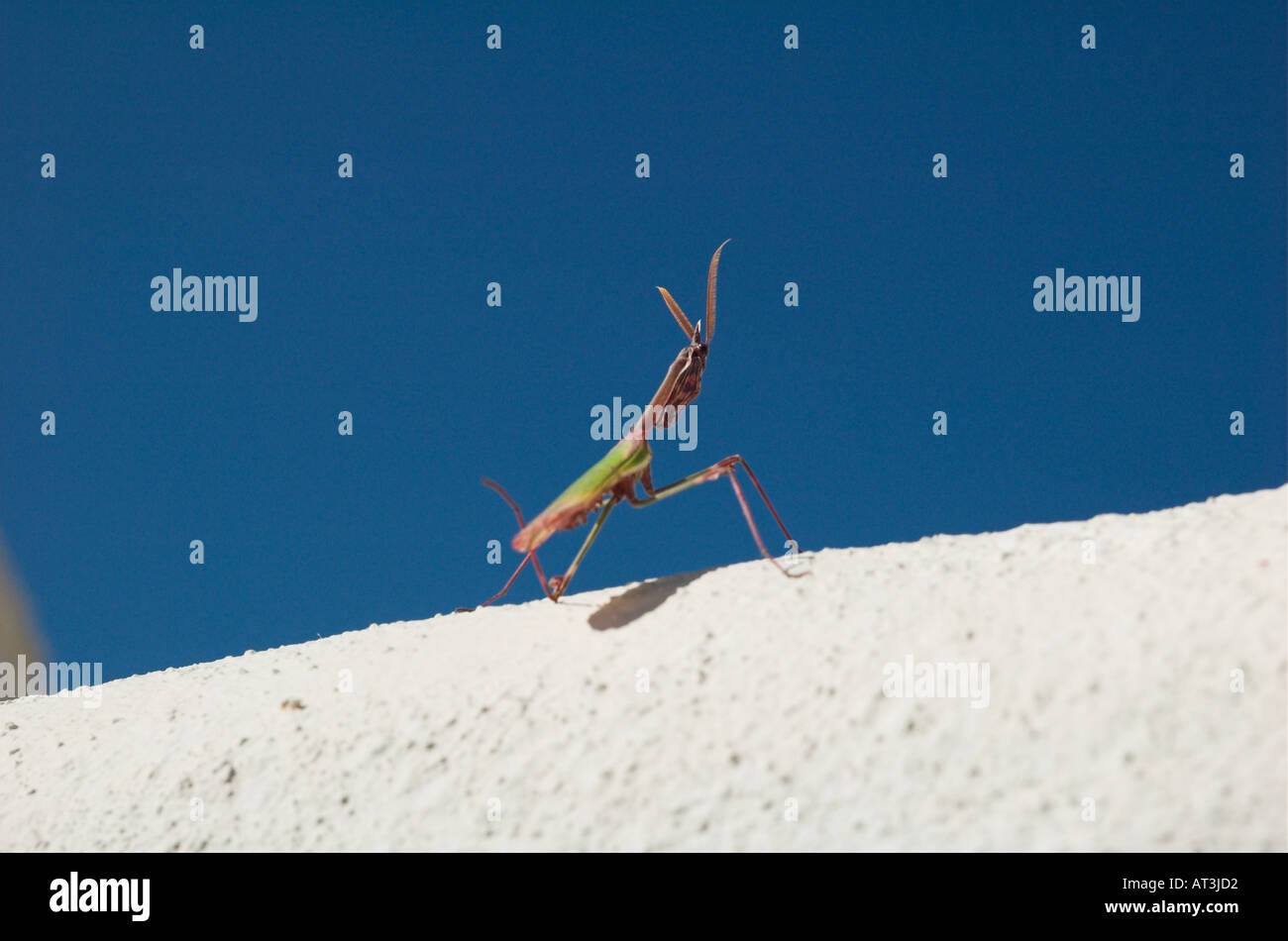 Praying Mantis on a villa wall Gaucin Malaga Andalucia Spain Stock ...