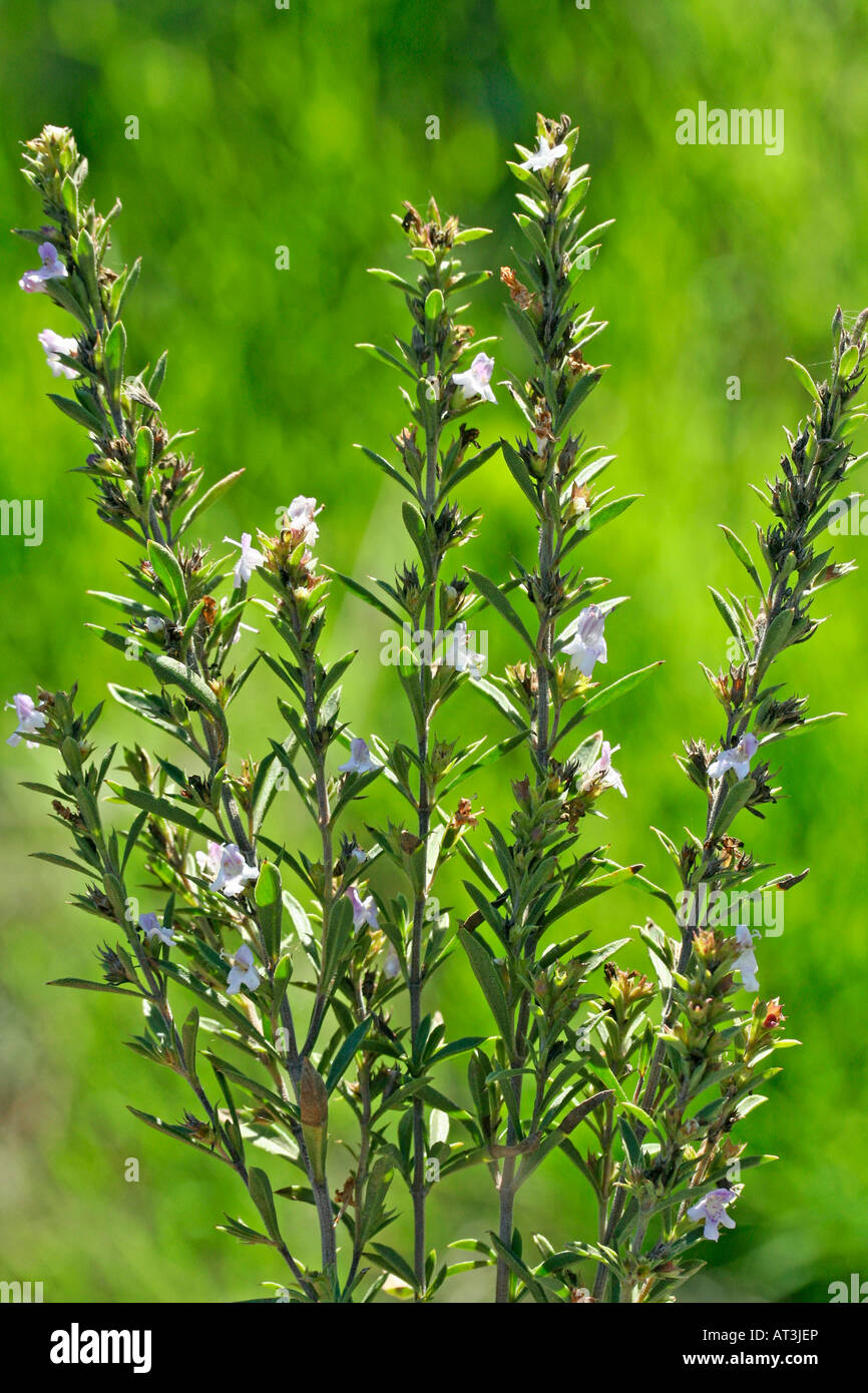 Satureja spice hi-res stock photography and images - Alamy