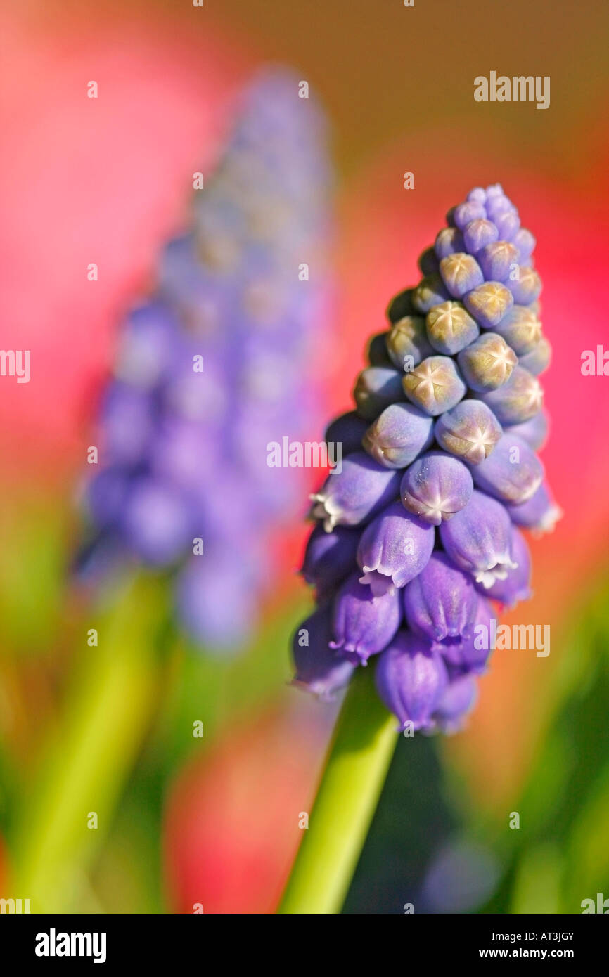 Grape hyacinth Muscari armeniacum Stock Photo - Alamy