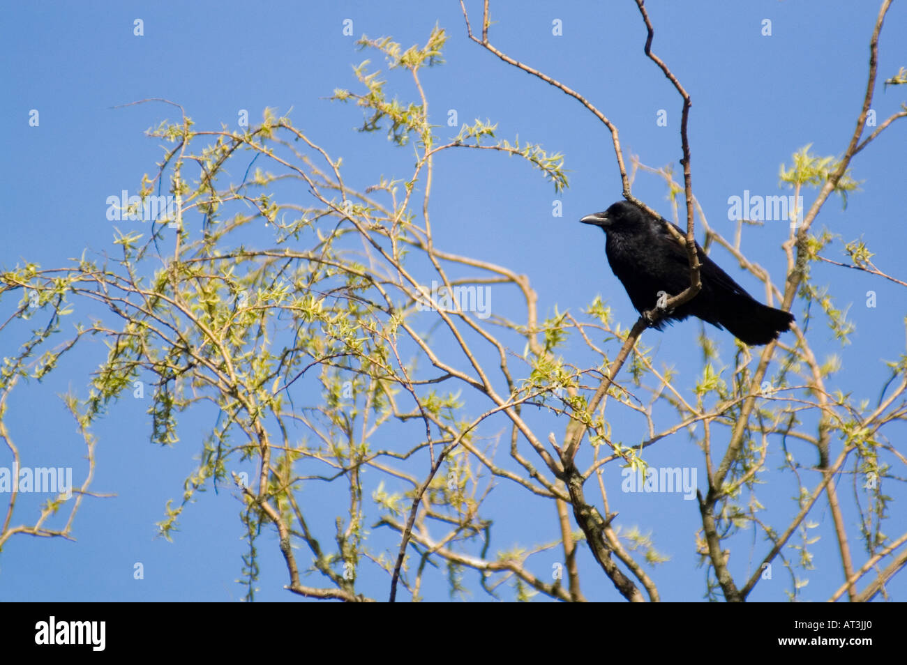Black crow resting on tree branch Stock Photo - Alamy