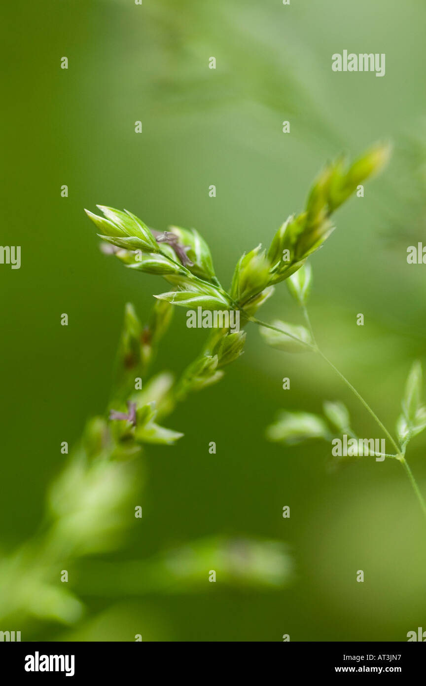 Pictures plant hi-res stock photography and images - Alamy
