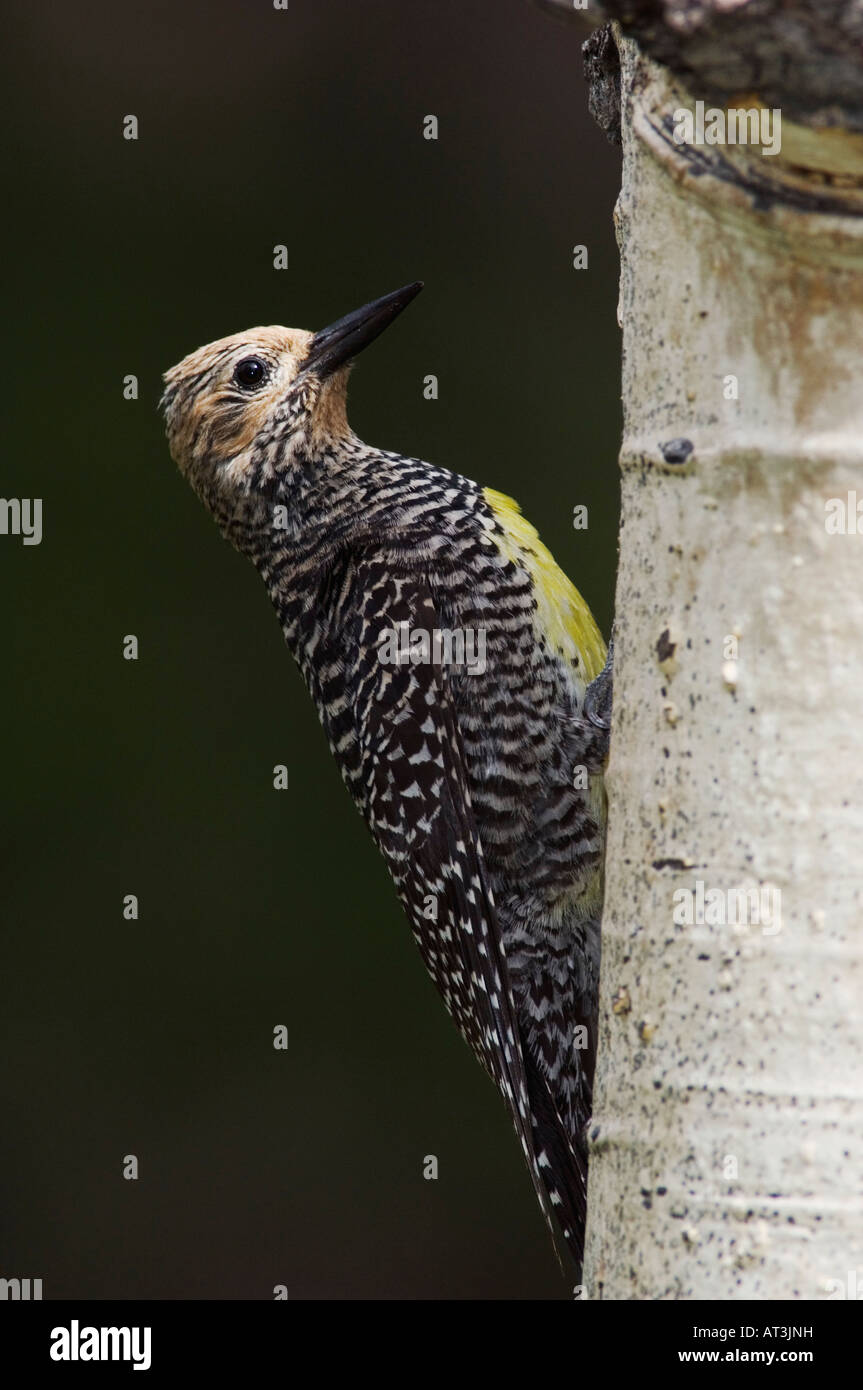 Williamson's Sapsucker Sphyrapicus thyroideus adult female at nesting ...