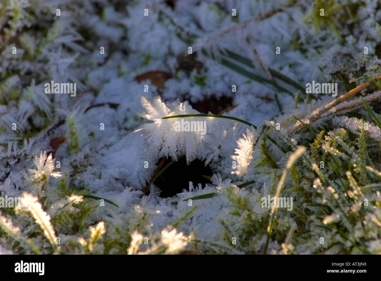 Frost moss grass hi-res stock photography and images - Alamy
