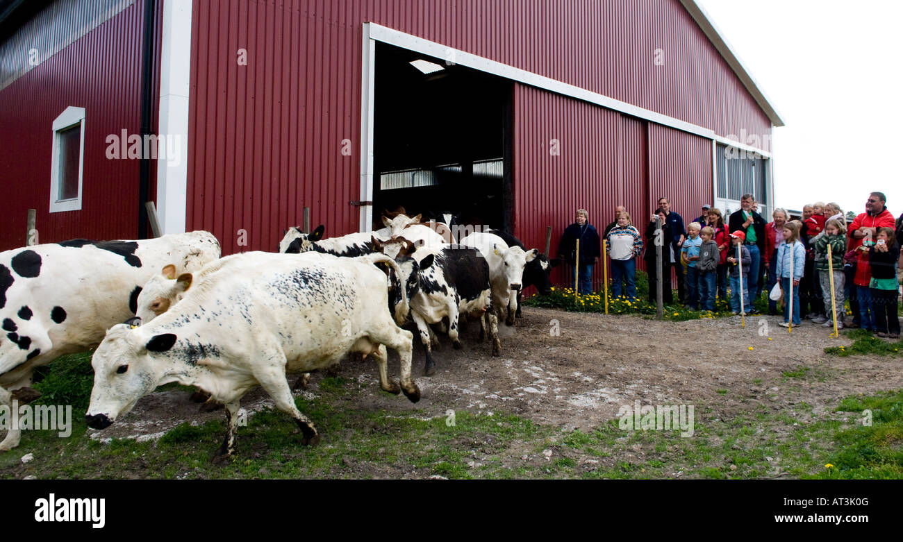 Crowd watch as cows are let out from the cow-house into the spring ...