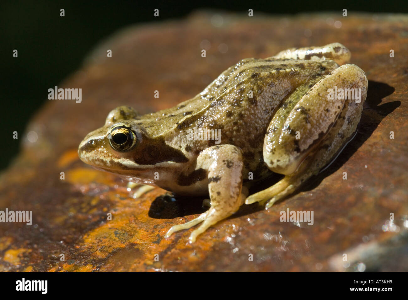 Common frog Rana temporaria Stock Photo - Alamy
