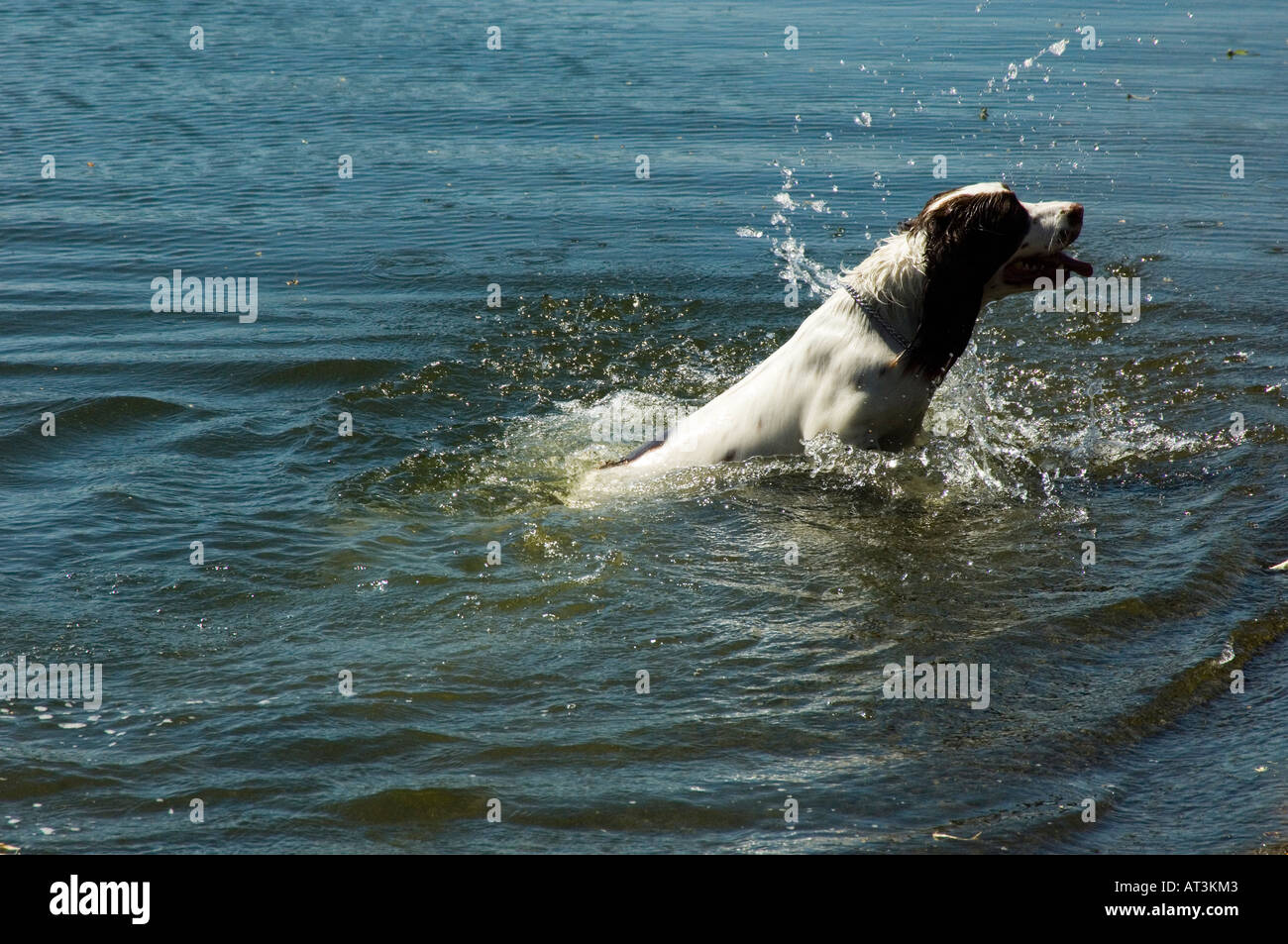 Dog in the water Stock Photo - Alamy