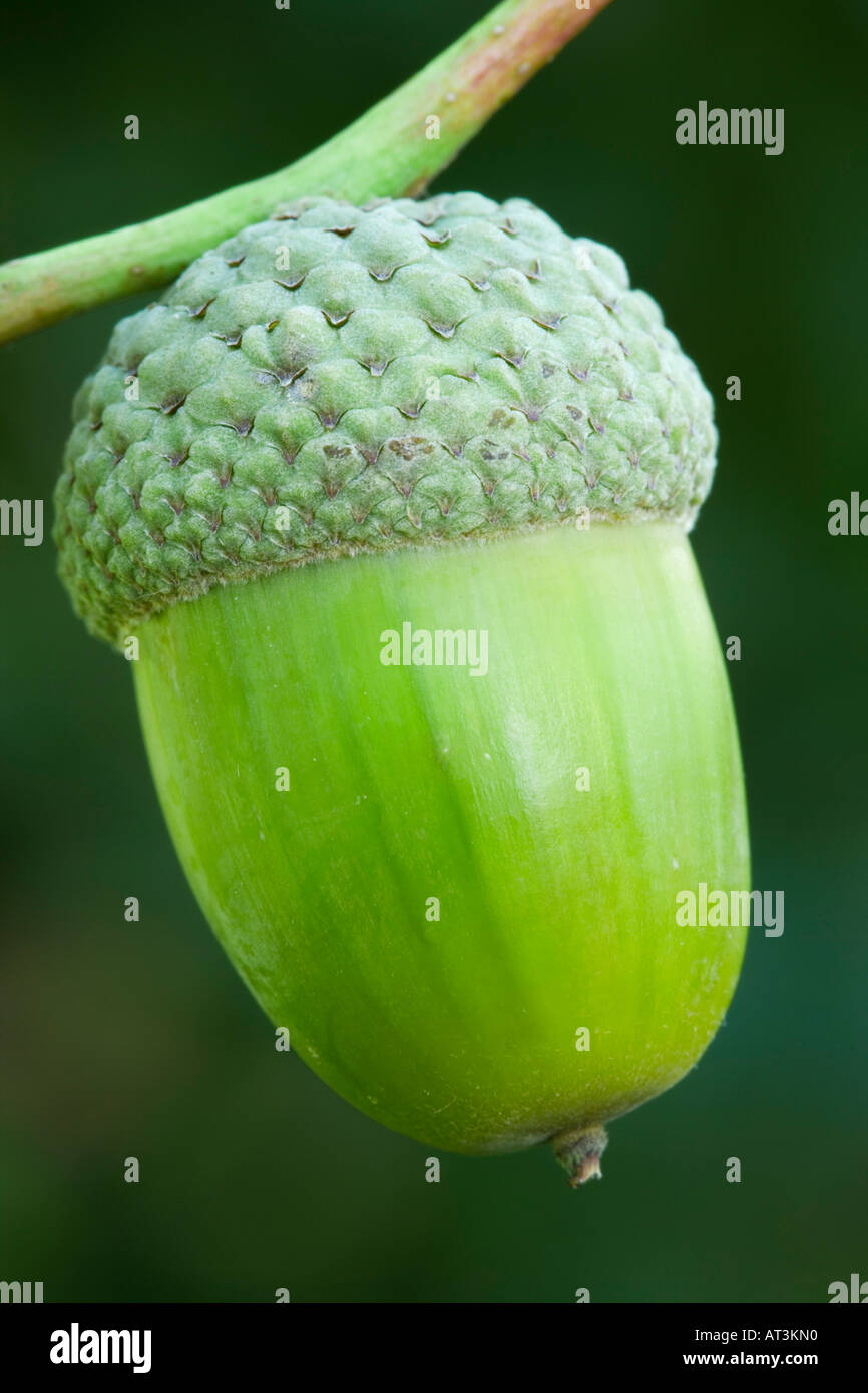 Acorn. Oak, Quercus Stock Photo - Alamy