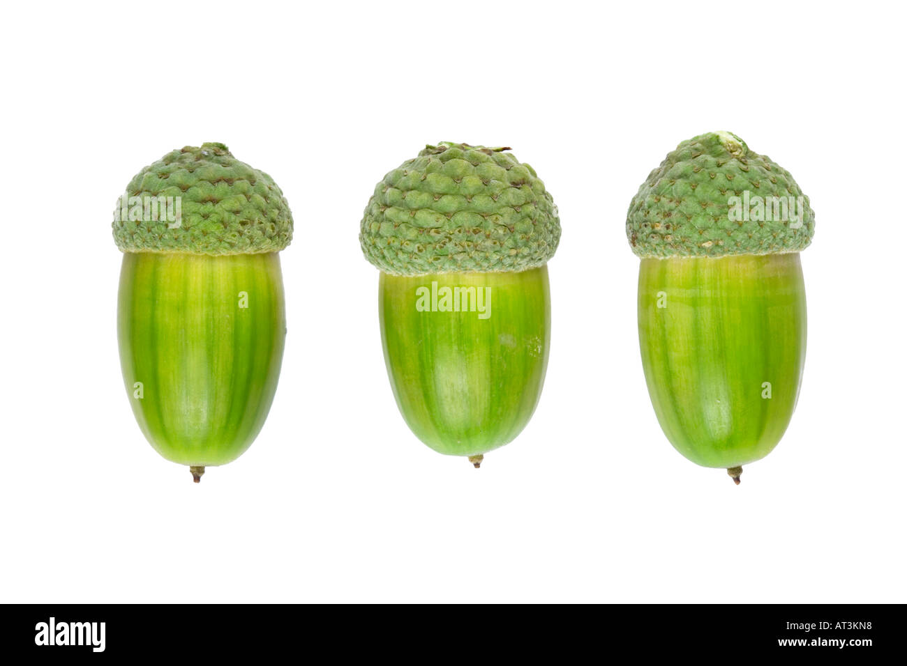 From little acorns hi-res stock photography and images - Alamy