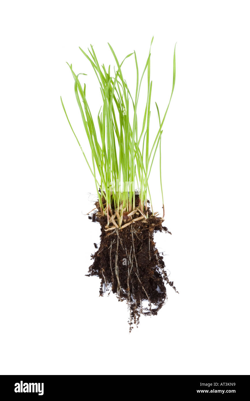 Grass growing cut out Cut Out Stock Images & Pictures - Alamy