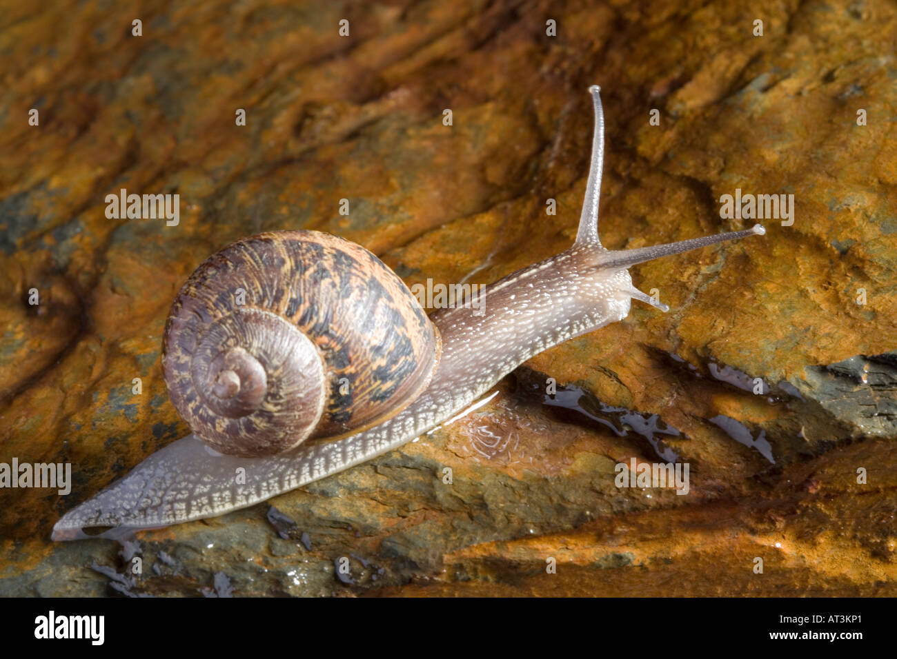 Common garden snail Helix aspersa Stock Photo - Alamy