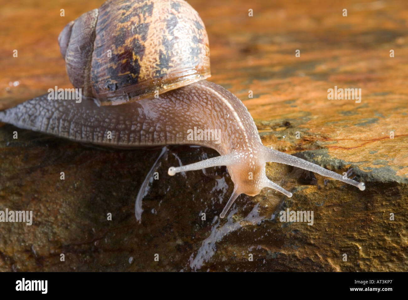 Common garden snail Helix aspersa Stock Photo - Alamy
