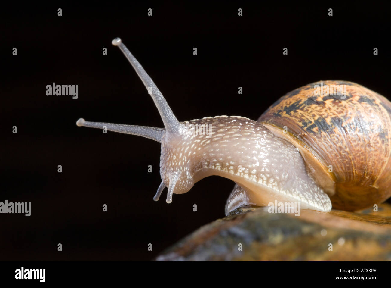 Common garden snail Helix aspersa Stock Photo - Alamy
