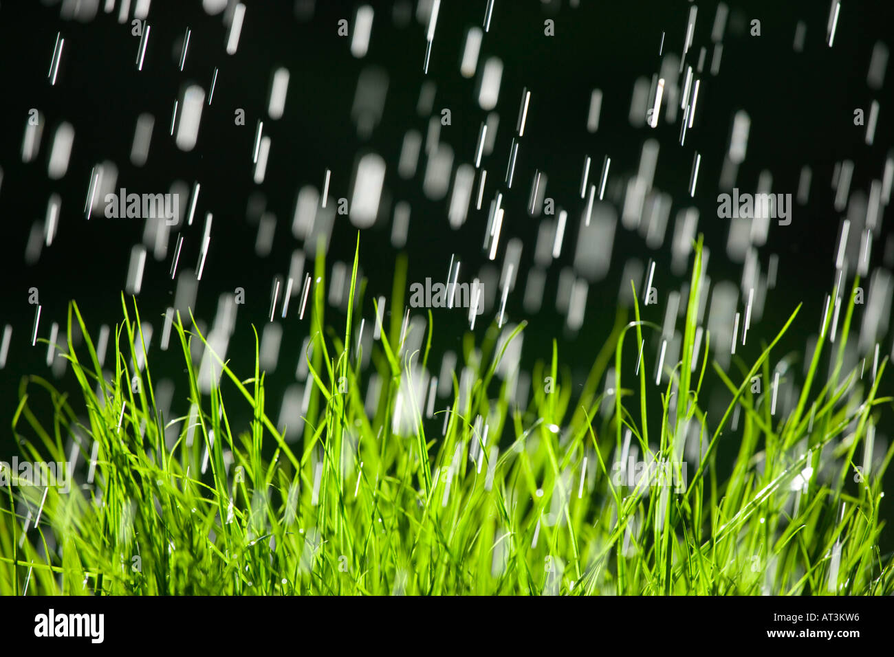 Rain on grass Stock Photo - Alamy