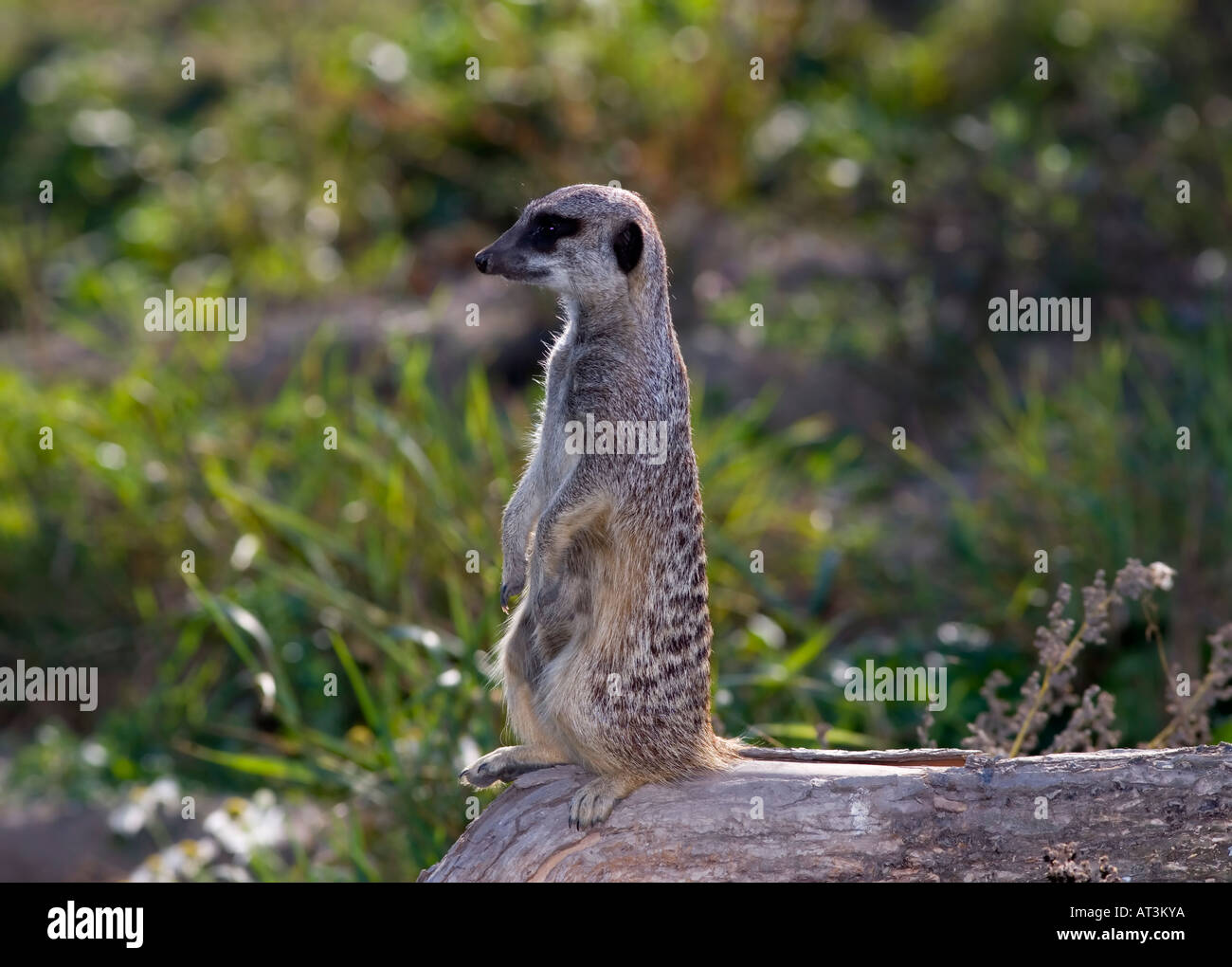 Slender Tailed Mongoose Side View High Resolution Stock Photography and ...