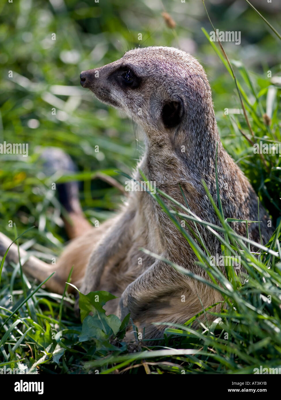 Slender Tailed Mongoose Side View High Resolution Stock Photography and ...