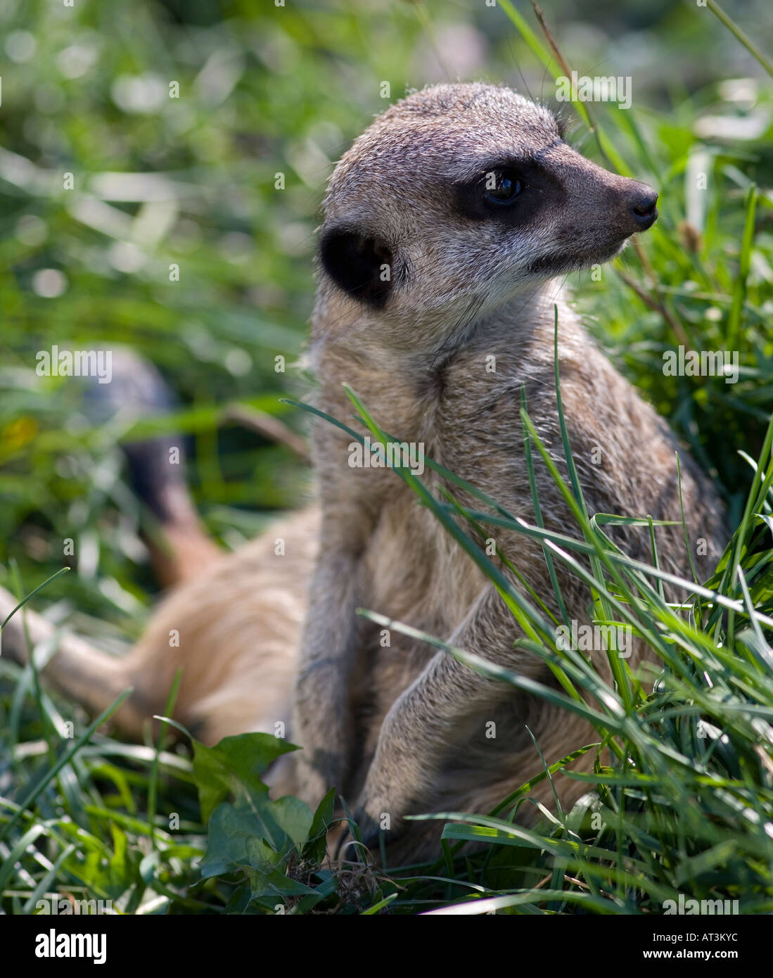 Slender tailed mongoose side view hi-res stock photography and images ...