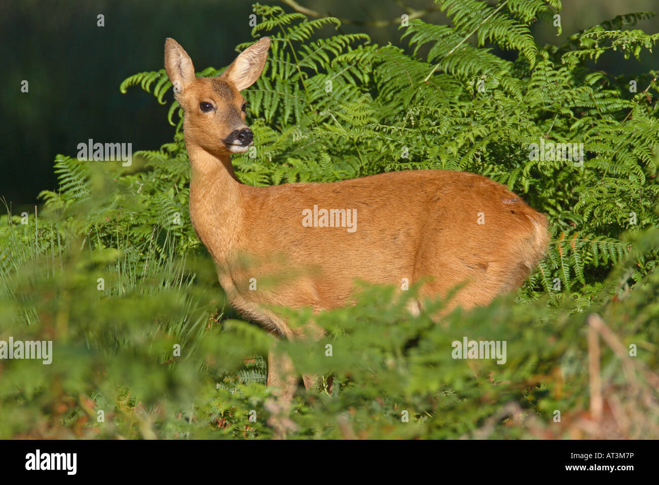 ROE DEER CAPREOLUS CAPREOLUS DOE COMING OUT OF BRACKEN NORFOLK Stock ...