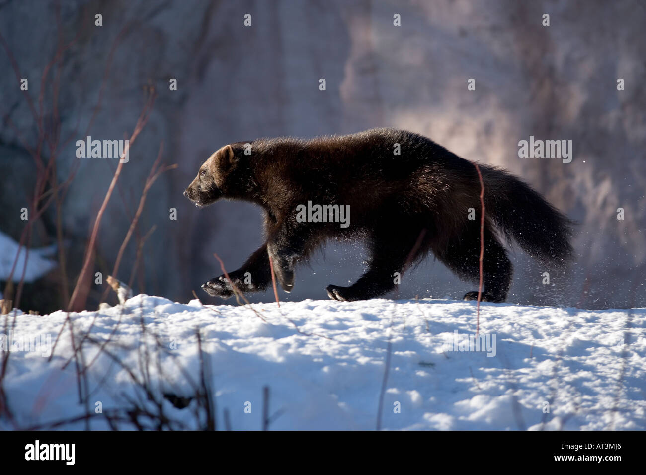 Wolverine zoo weasel hi-res stock photography and images - Alamy
