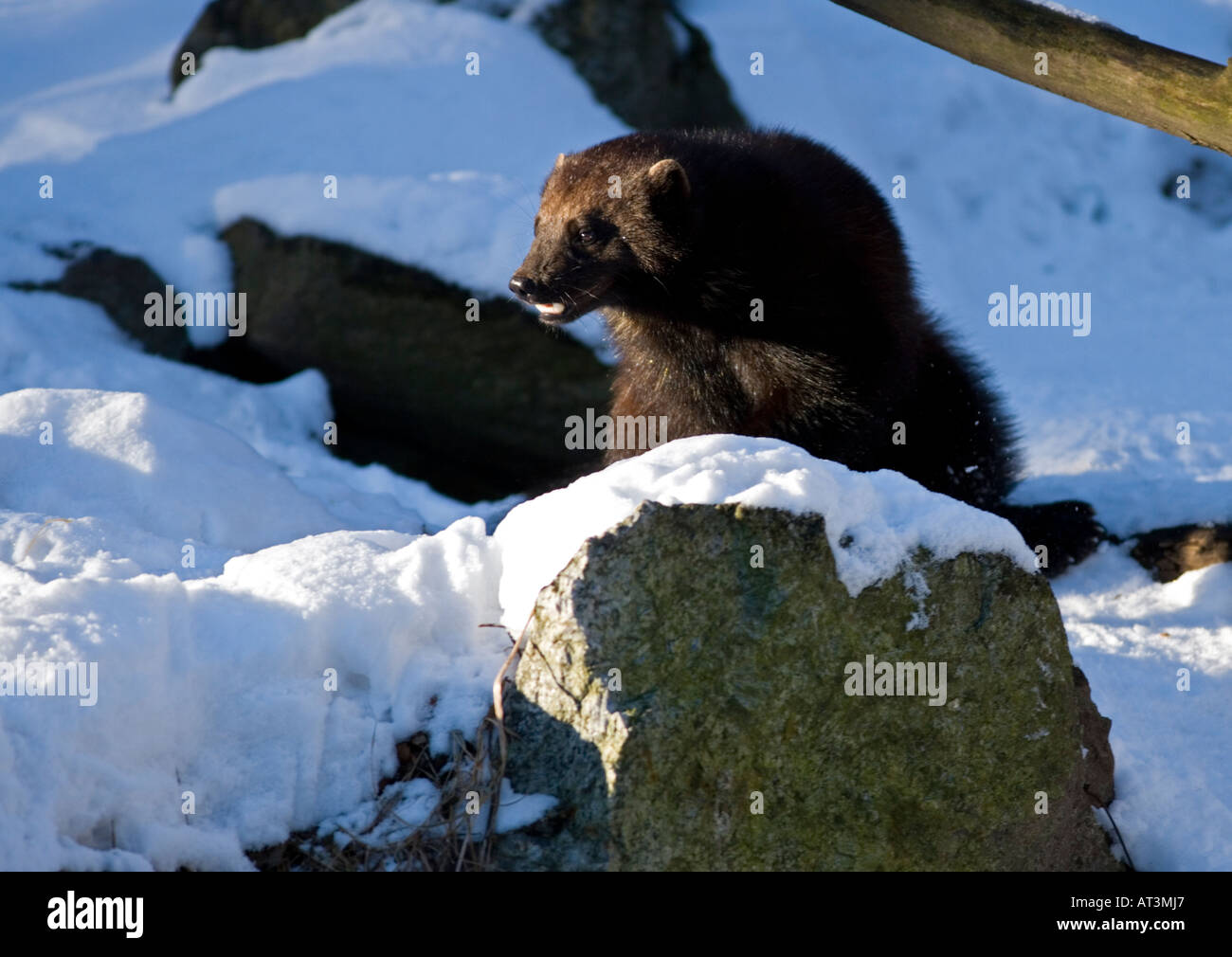 Wolverine zoo weasel hi-res stock photography and images - Alamy