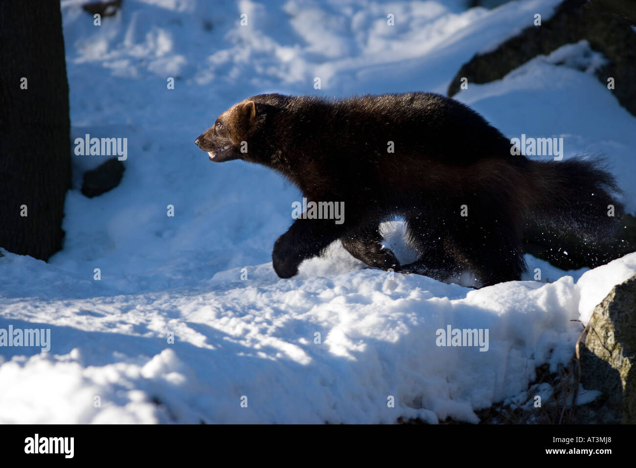 Wolverine walking hi-res stock photography and images - Alamy