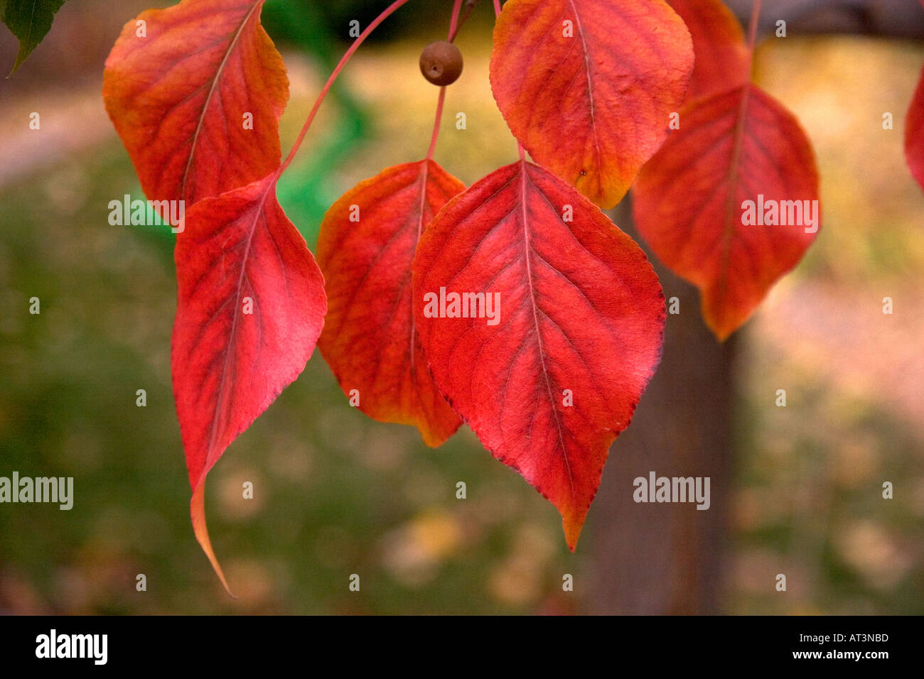 Pear tree in autumn colors hi-res stock photography and images - Alamy