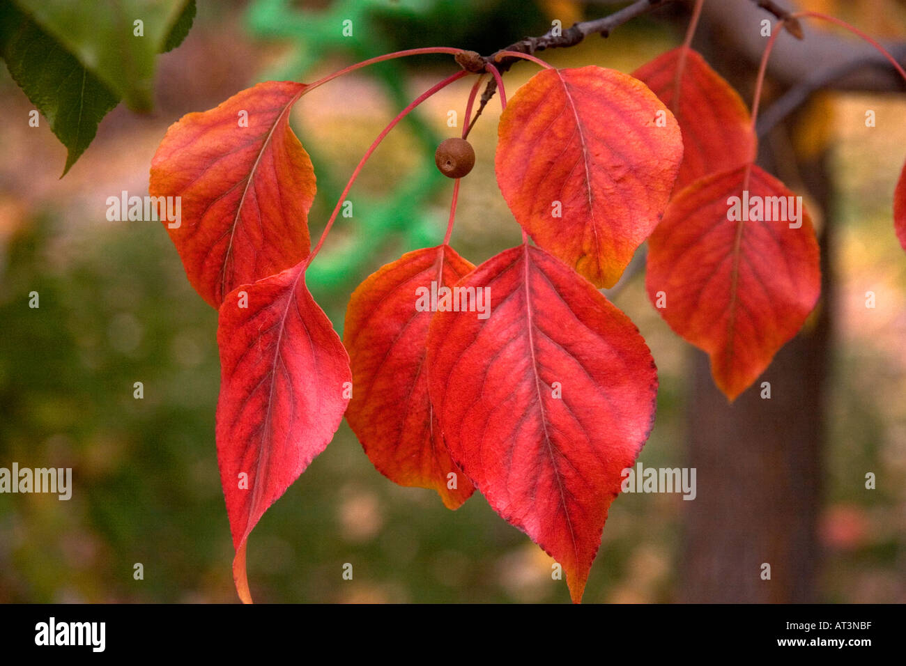 Pear tree in autumn colors hi-res stock photography and images - Alamy