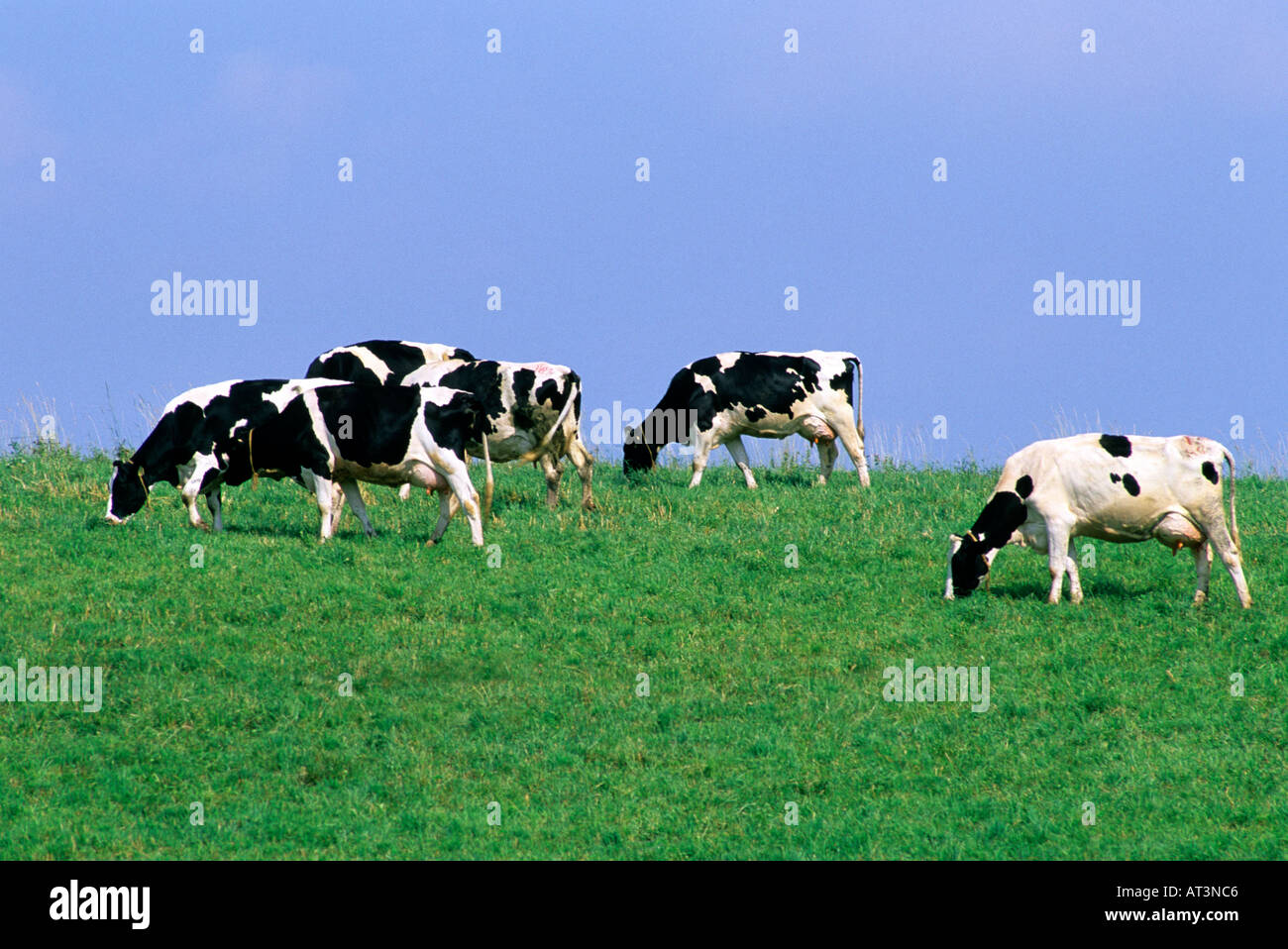 Midwest dairy cattle hi-res stock photography and images - Alamy