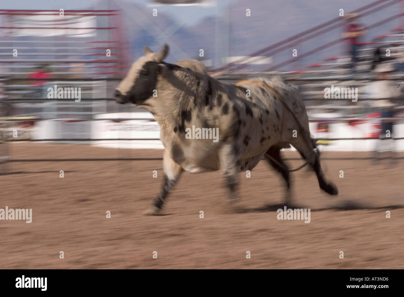 Pbr Bull Voodoo Child
