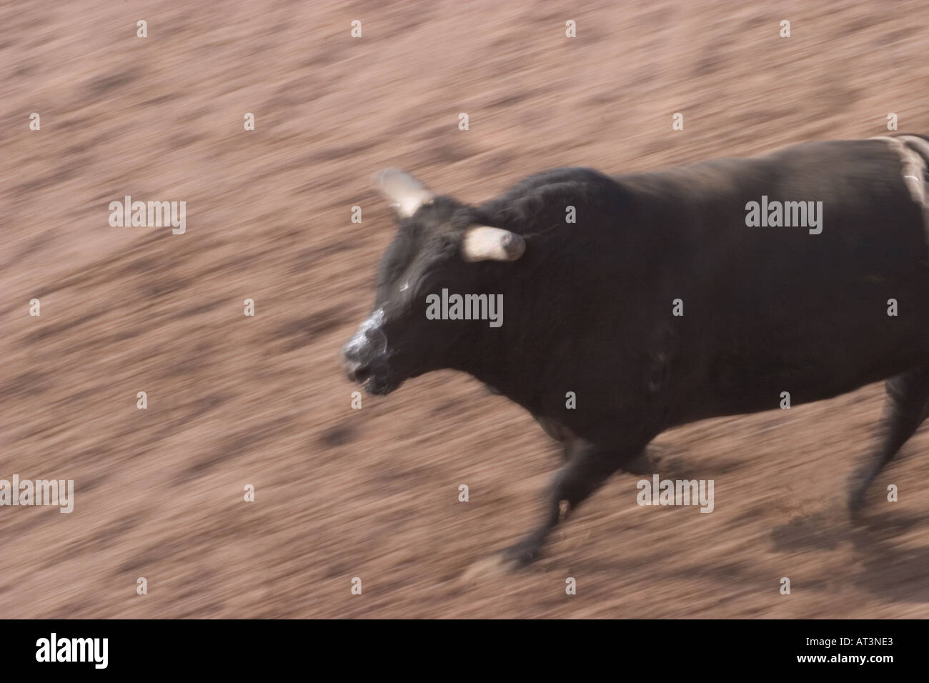 Steers free hi-res stock photography and images - Alamy