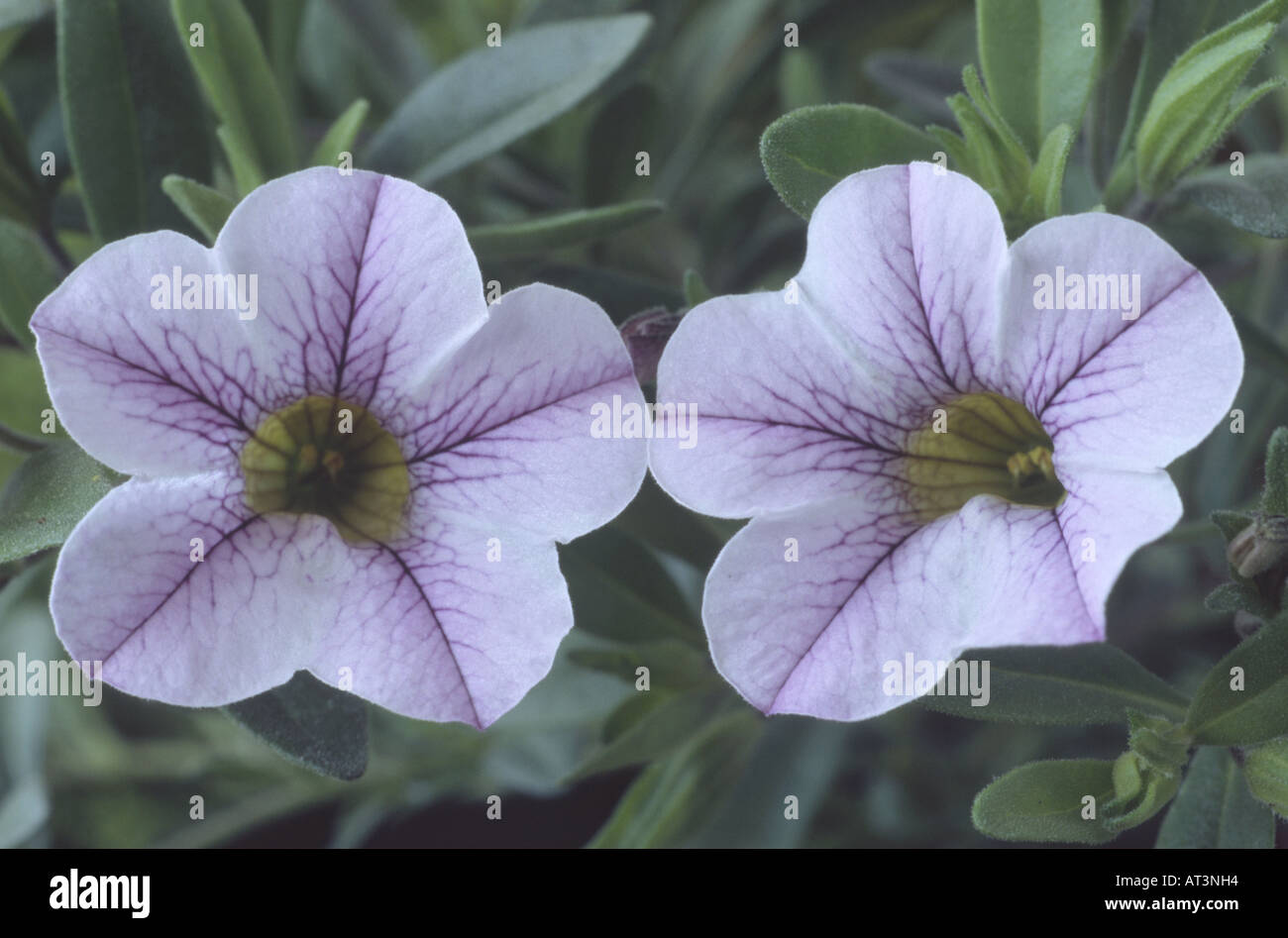 Calibrachoa 'Sunbelbura' syn. Million Bells Trailing Lavender Vein ...