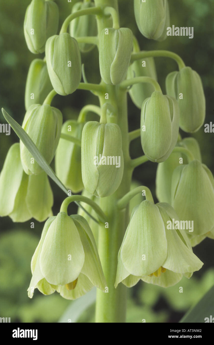 Fritillaria persica ivory bells hi-res stock photography and images - Alamy
